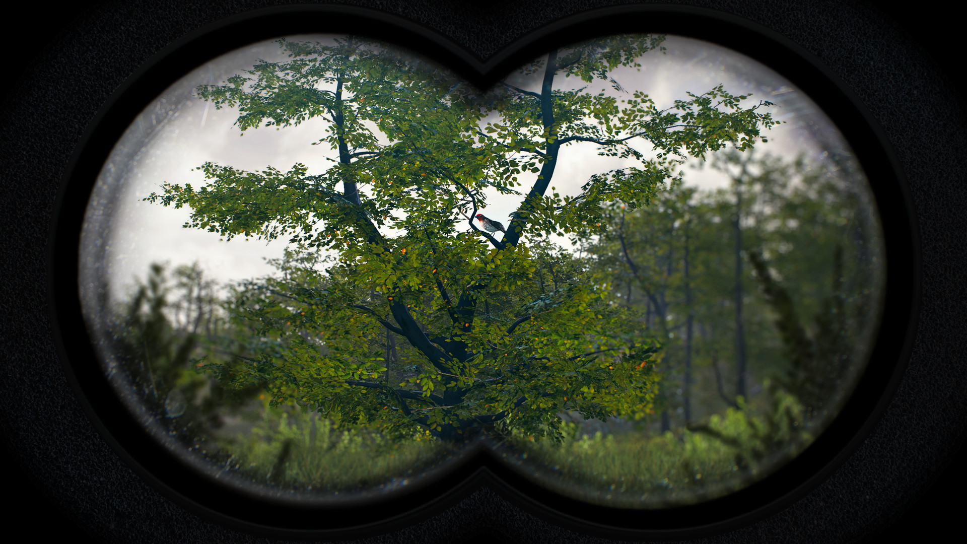 Birding Simulator: Bird Photographer on Steam