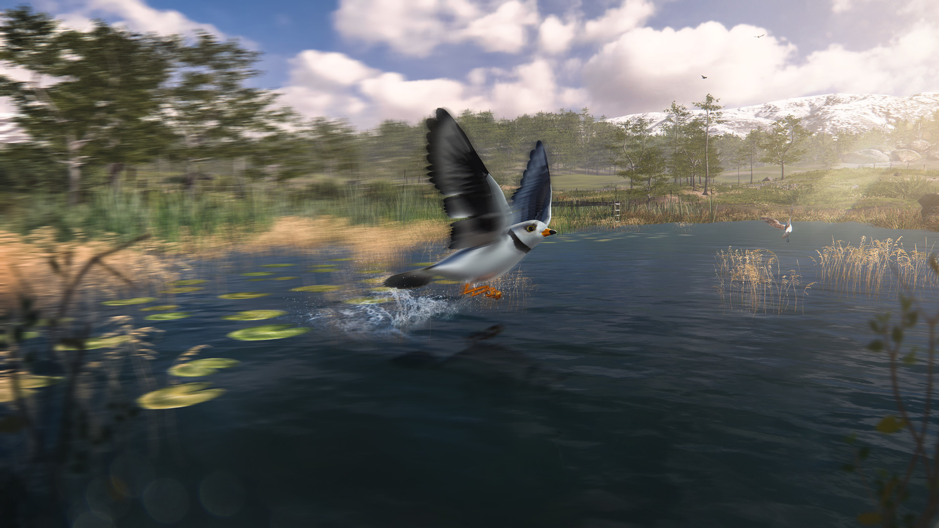Birding Simulator: Bird Photographer on Steam