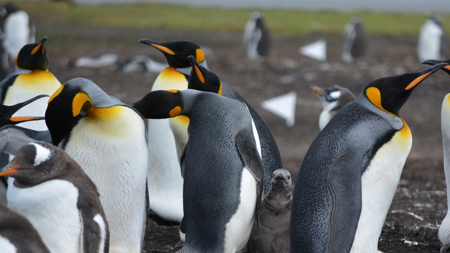 The Penguin IQ Test (App 1504220) · SteamDB