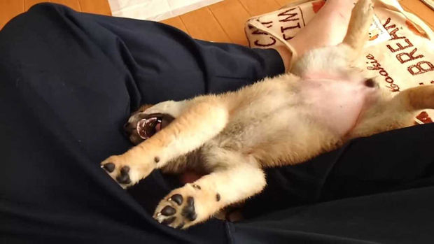 Shiba Mekuri (2021) - MobyGames