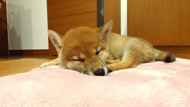 Shiba Mekuri 柴めくり on Steam