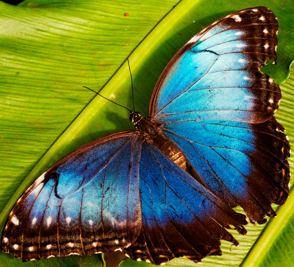 Master of Pieces © Butterflies DLC on Steam