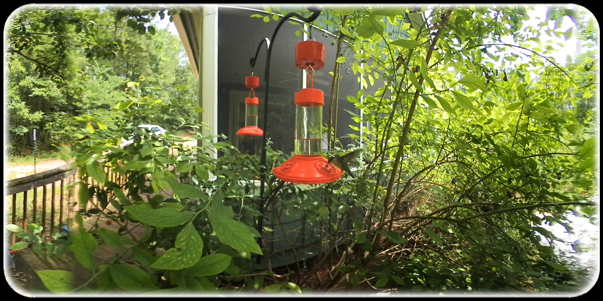 Exhale XR - Joyful Wildlife on Steam