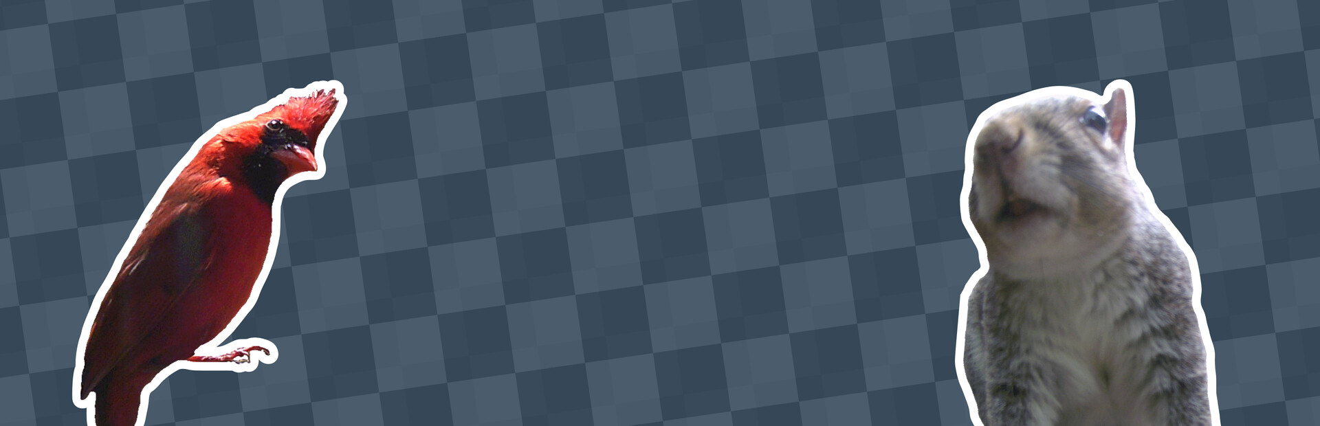 Squirrel Launcher Steam Charts · SteamDB