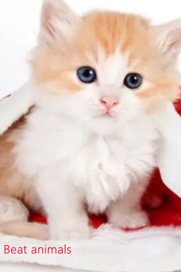 Beat animals Steam Charts (App 2255850) · SteamDB