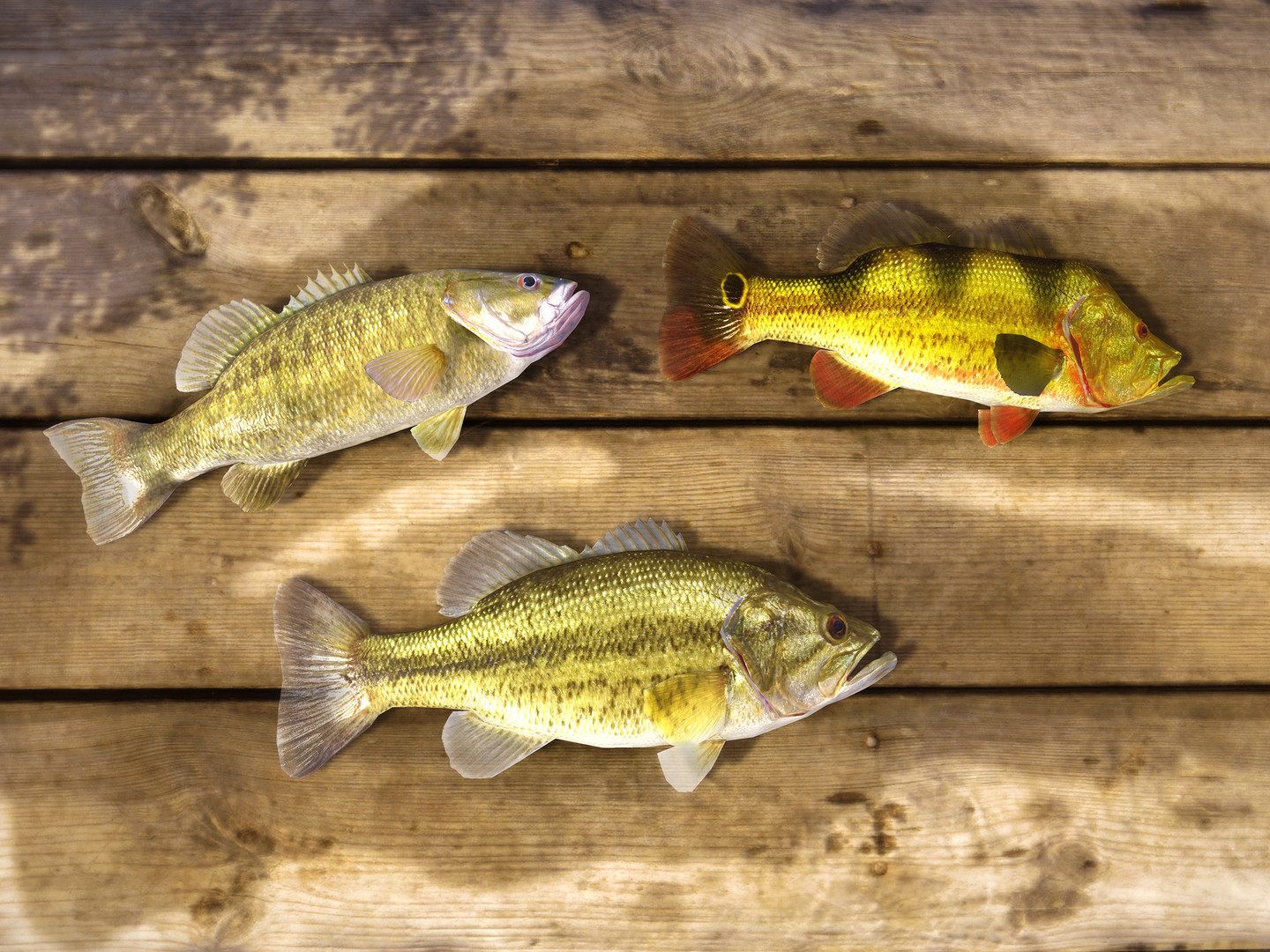 Fishing Planet on Steam