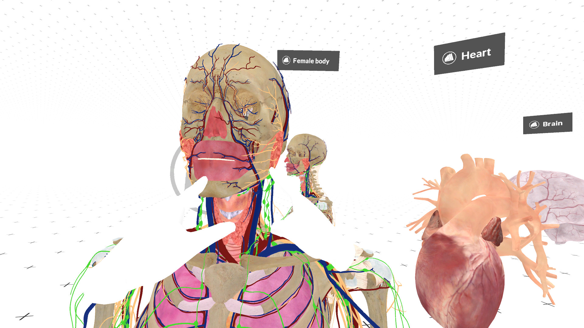 MEDICALHOLODECK. The DICOM Viewer and Human Anatomy Lab in Virtual ...