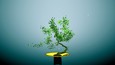 Tree Bonsai on Steam