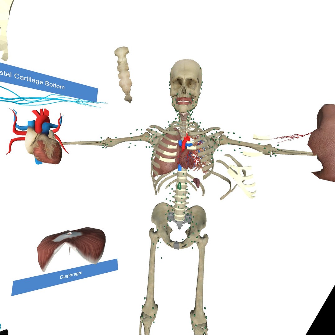 VR Anatomy on Steam