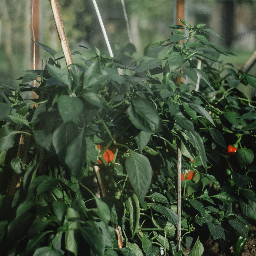 Wrought Flesh on Steam